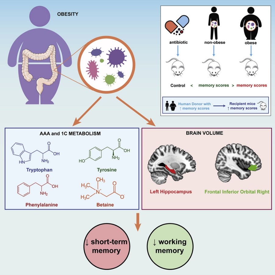 Role of Microbiota-Gut-Brain Axis in Neuropsychiatric Disorders