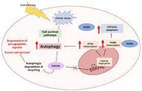 Molecular Mechanisms of Cancer Cell Chemoresistance